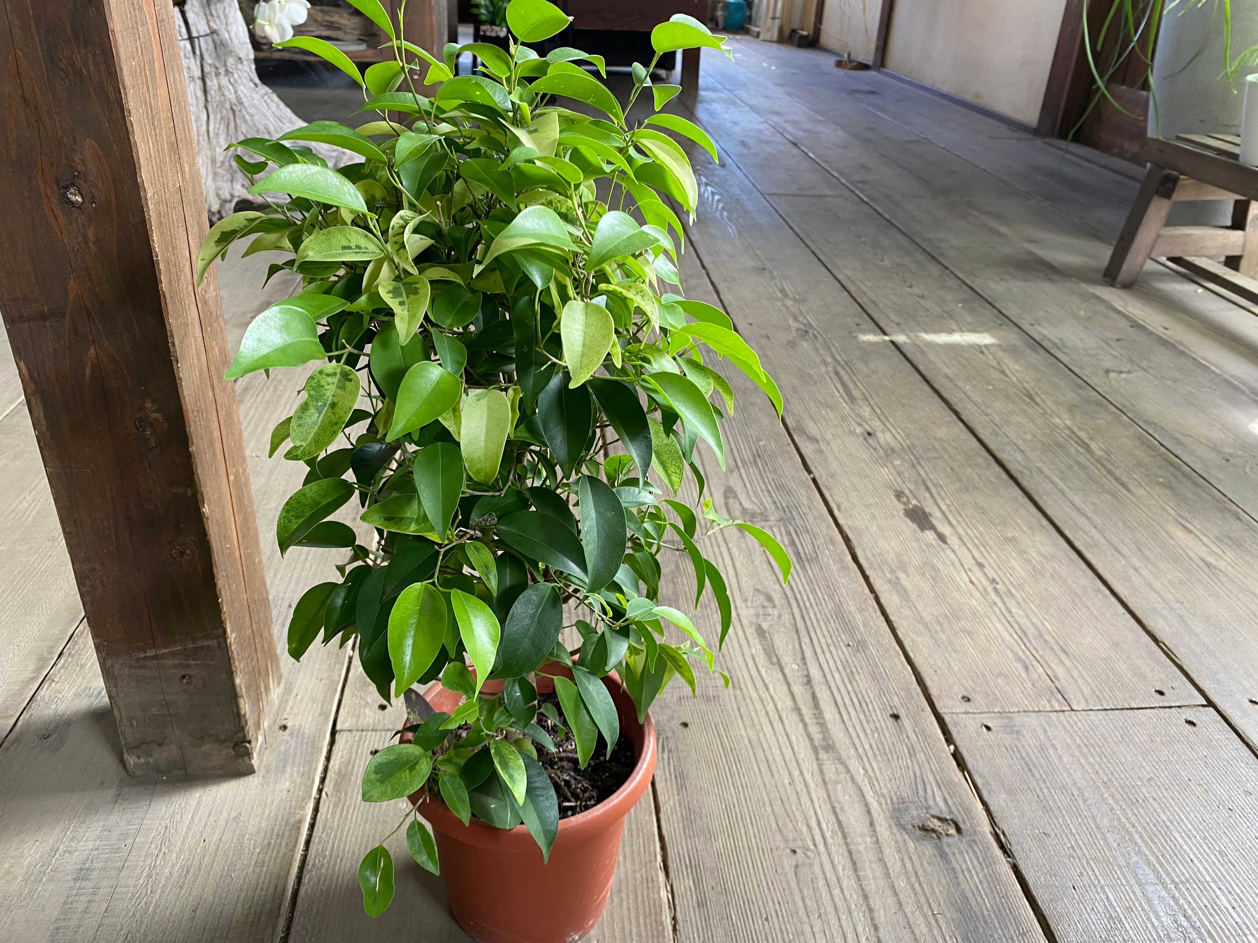 CSSie7EA │ 結いのはな